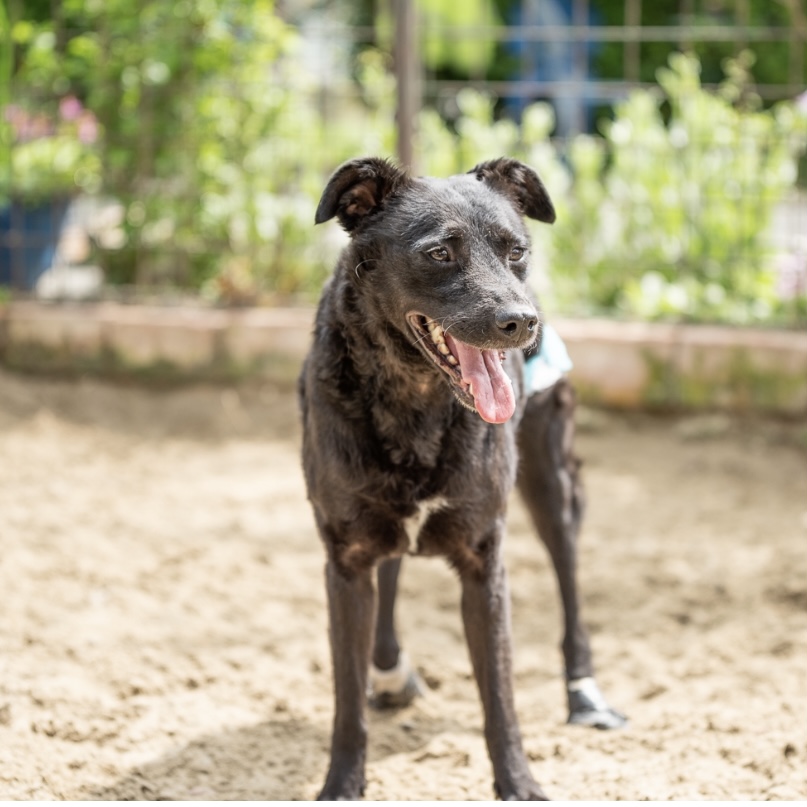 Dina - Rainbow Rescue e. V.