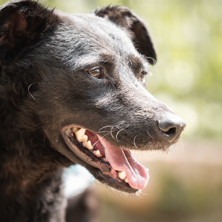 Dina - Rainbow Rescue e. V.