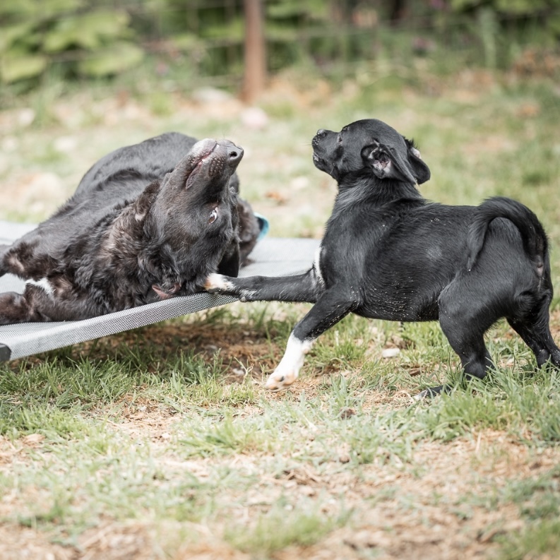 Dina - Rainbow Rescue e. V.