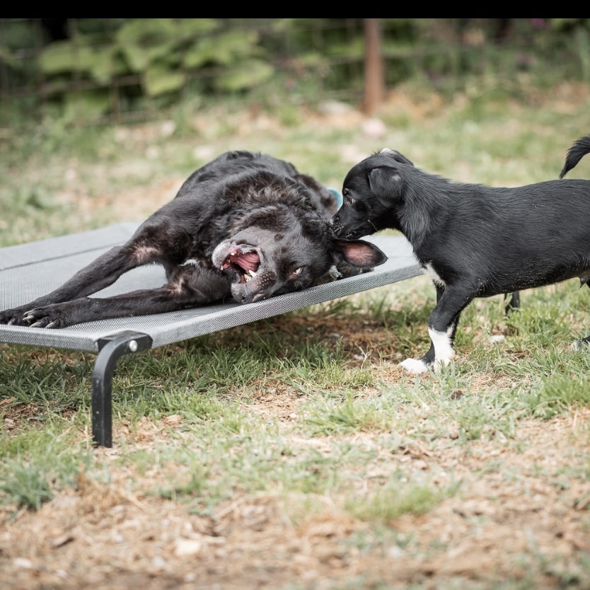 Dina - Rainbow Rescue e. V.