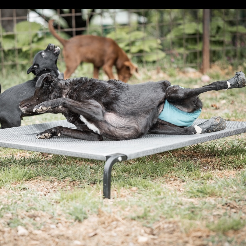 Dina - Rainbow Rescue e. V.