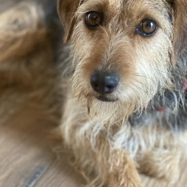 Lea - Rainbow Rescue e. V.