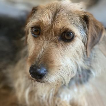 Lea - Rainbow Rescue e. V.