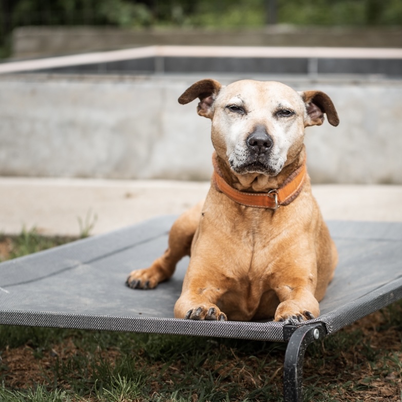 Dona - Rainbow Rescue e. V.