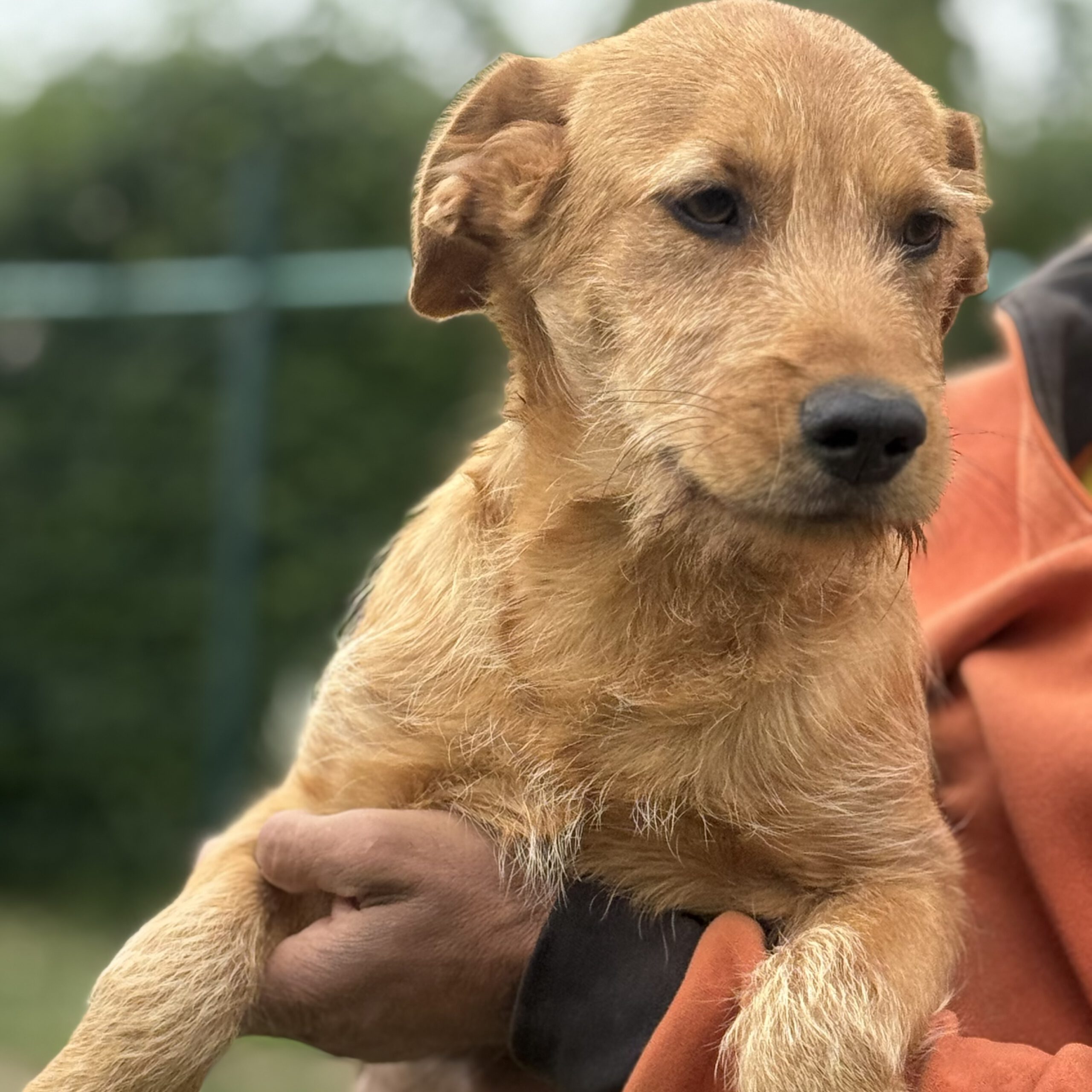 Anton - Rainbow Rescue e. V.